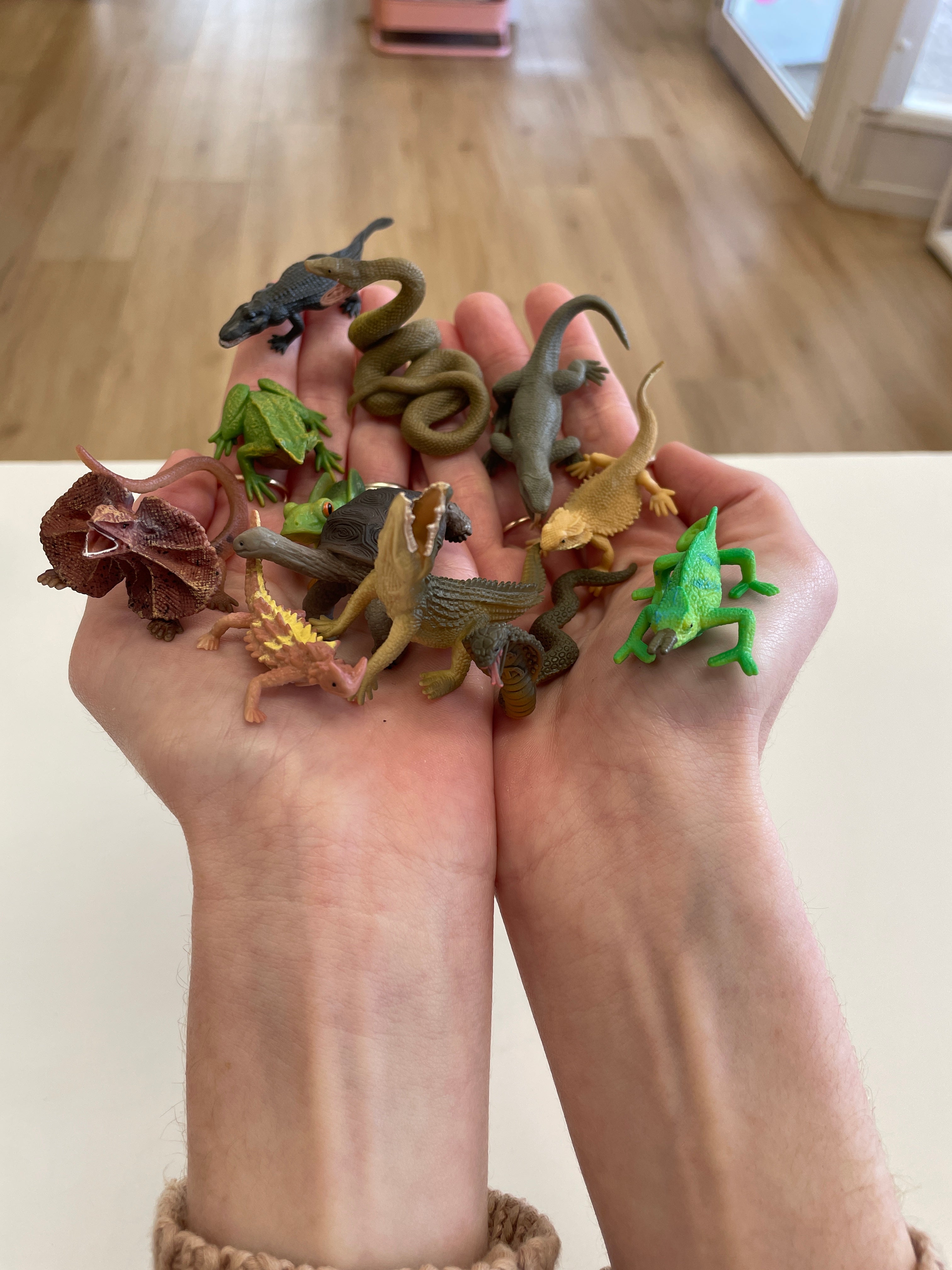 CollectA Tube - Reptiles & Amphibians – Little Toy Tribe